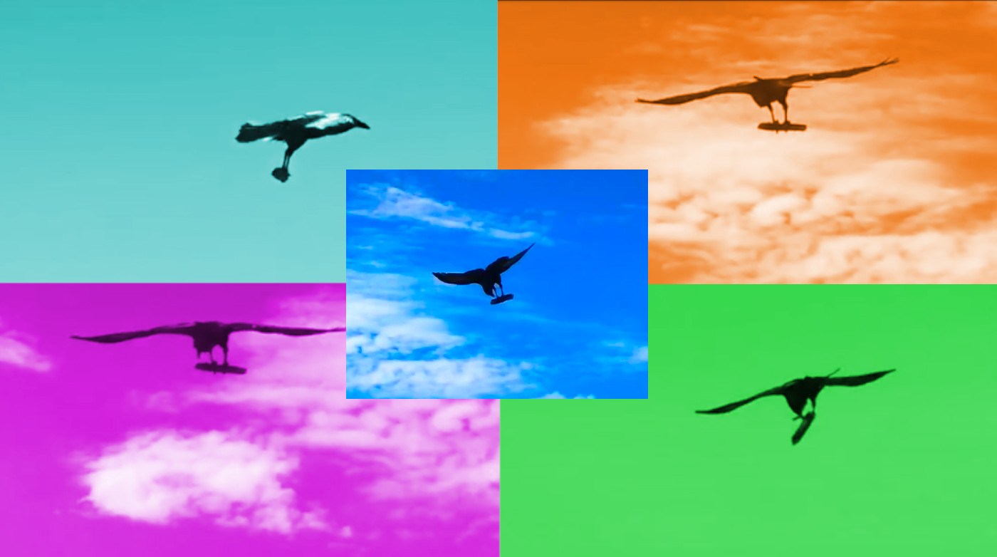 Crowabunga! Here’s a Crow Windsurfing on a Piece of Wood