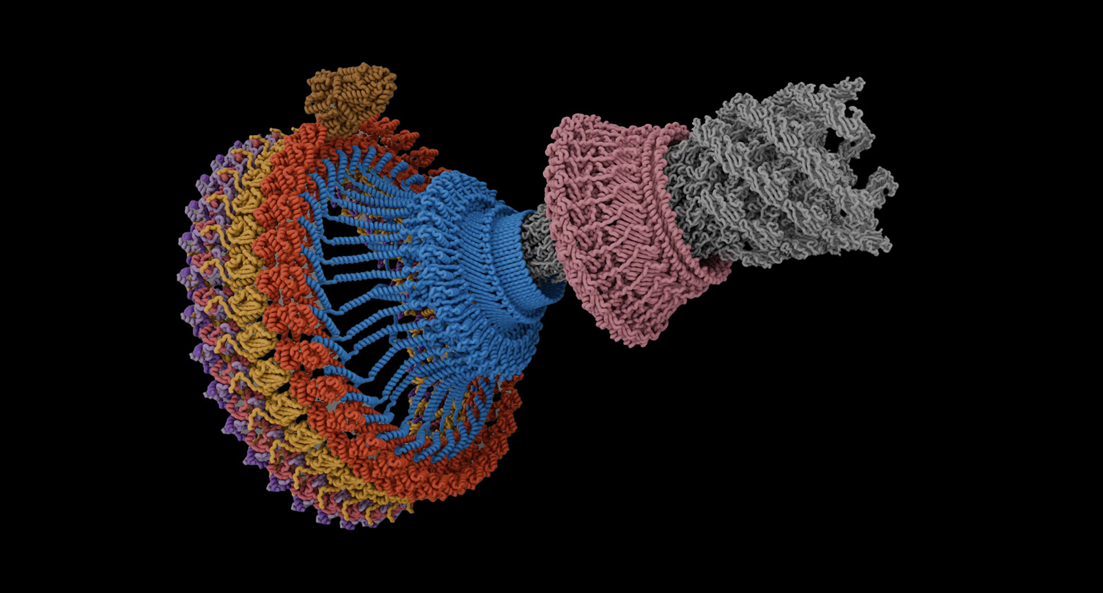 Evidence of 'Intelligent Design'? The incredible microscopic biological ...