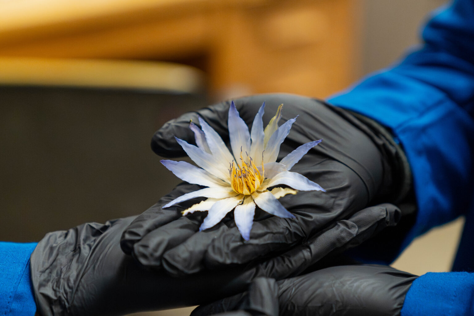 In Search of the Psychedelic Blue Lotus Used by the Ancient Egyptians