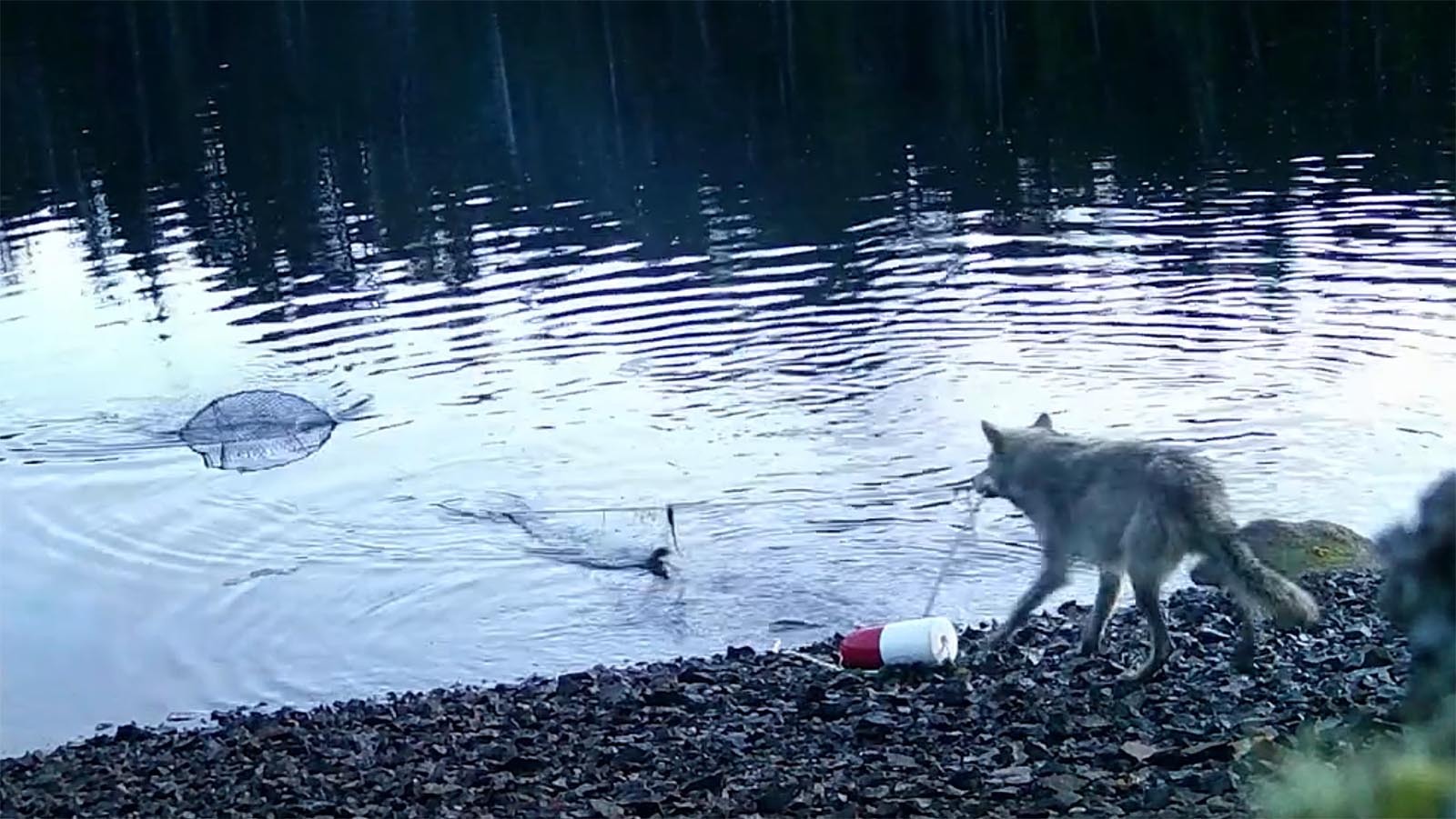 Video: First Evidence of Wolves Using Tools in the Wild?